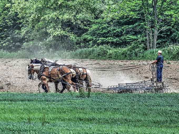Horse-drawn farming equipment works the fields just like in the old days, preserving traditions that connect us deeply.