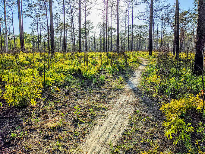 Wildflowers bloom bright yellow along sandy trails, proof that even after fire, nature bounces back with vibrant determination.