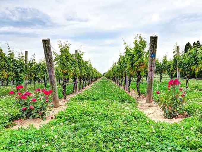 Bright pink geraniums pop against the green vines like nature's own perfectly coordinated color scheme.