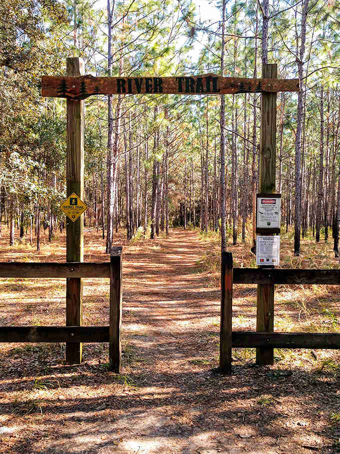 The Wiregrass Trail entrance beckons hikers into pine flatwoods where Florida's original landscape still thrives beautifully.