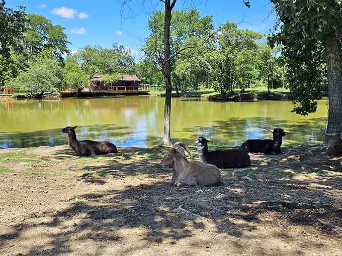 Animals lounging by the pond like they're on vacation, which technically they are, permanently.