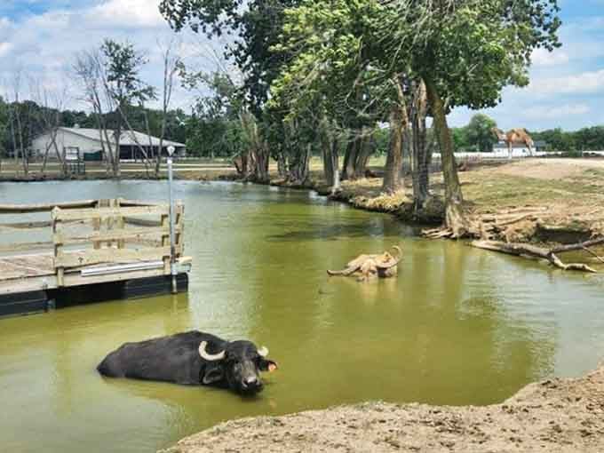 Water buffalo cooling off like they're at their own private resort, living absolutely rent-free.
