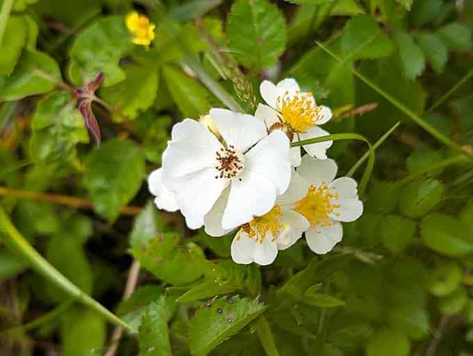 Delicate white petals with golden centers remind us that simple wildflowers often outshine any cultivated garden's fancy blooms.