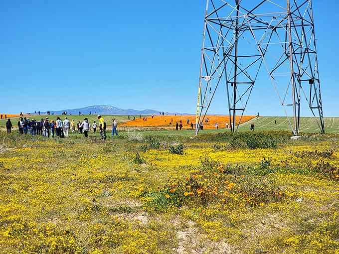 Power lines and poppies coexist peacefully, proving nature finds a way to shine regardless of modern infrastructure.