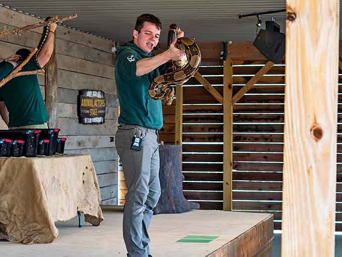 Live animal shows bringing education and entertainment together, proving learning doesn't require textbooks or pop quizzes to be memorable.
