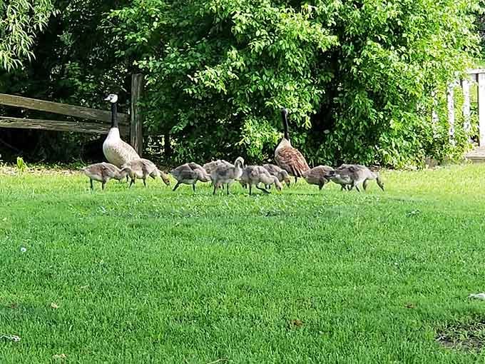 Geese waddle across the grass like they own the place, adding authentic Wisconsin wildlife charm to your visit.