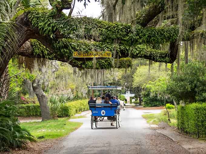 Spanish moss drapes from ancient oaks like nature's own curtains, framing a scene straight from Southern Gothic literature.