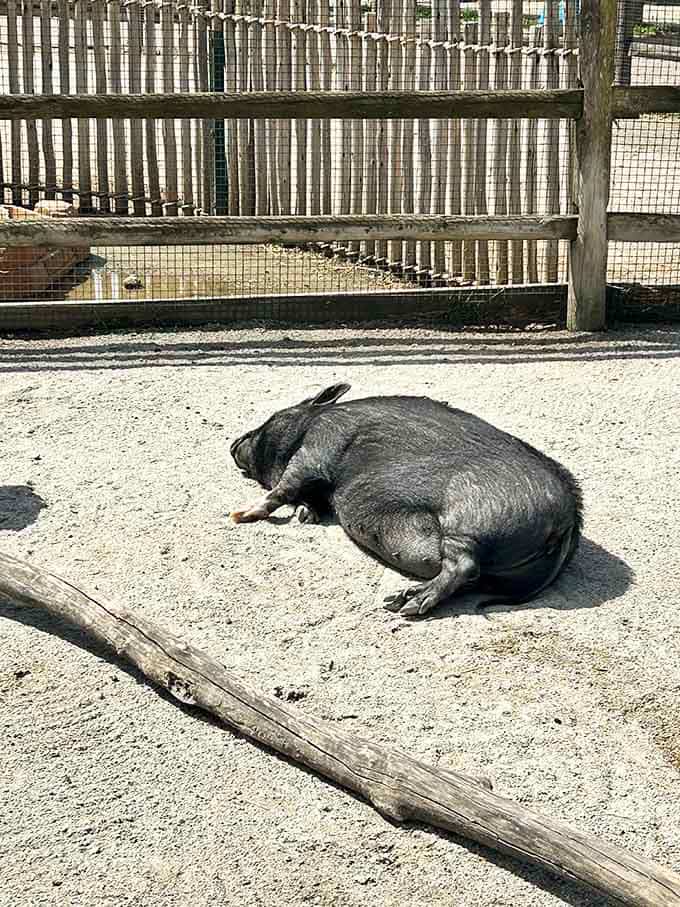 This pot-bellied pig has mastered the art of relaxation better than most people achieve after a full spa day and meditation retreat.