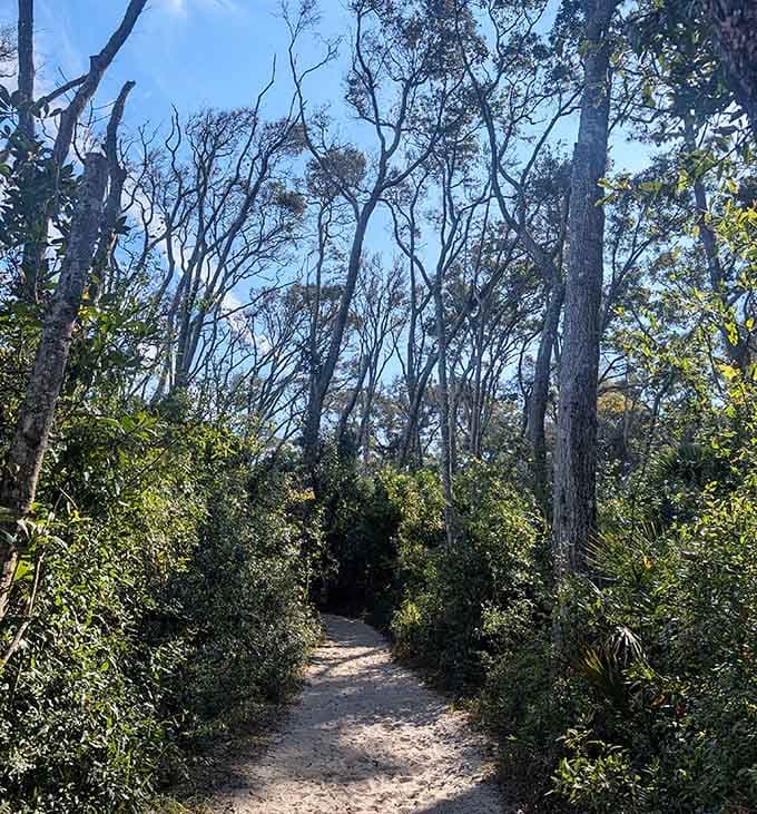 The path less traveled looks like this, where ancient trees whisper stories overhead to patient listeners.