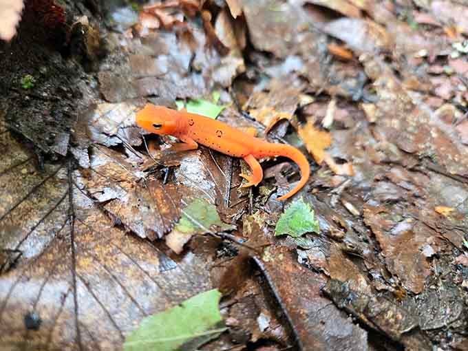Even the local wildlife makes an appearance, this bright orange newt adding unexpected color to the forest floor.