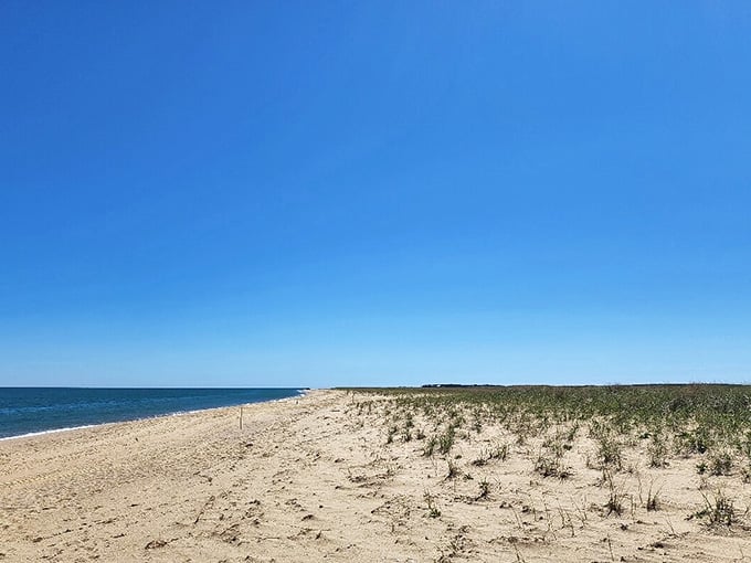 Dune grasses anchor windswept sand under endless blue skies, creating that classic beach scene Ansel Adams would've photographed beautifully.