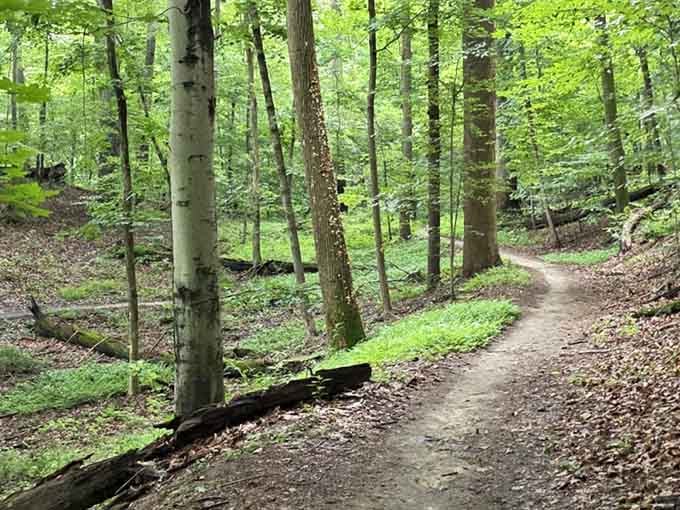 Well-maintained trails wind through lush forest, making the journey to the falls almost as rewarding as the destination.