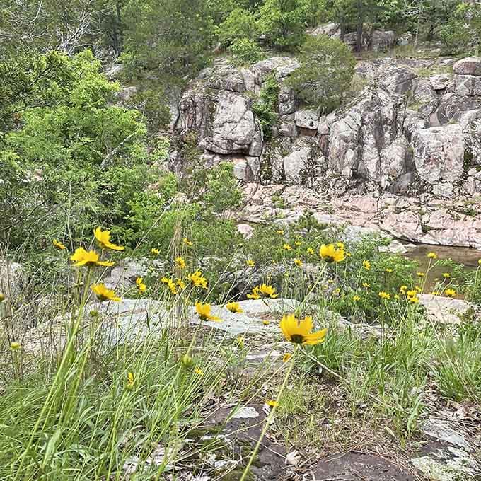 Bright yellow wildflowers pop against ancient rock, proving that even billion-year-old landscapes know how to accessorize with seasonal flair.