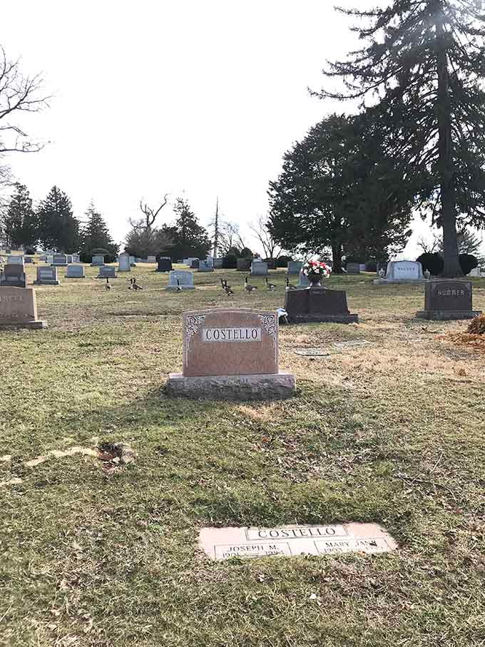 The Costello family monument stands proudly, fresh flowers suggesting that memory and love transcend all generations here.