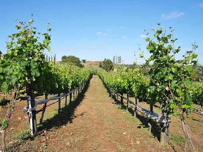 Rows of vines stretching toward the horizon, proving Escondido's wine country credentials are absolutely legitimate.