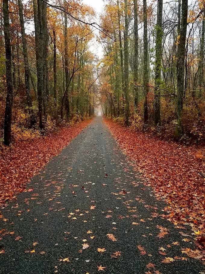Fall trails through the Pinelands create scenes so picturesque, you'll forget you're still technically in New Jersey.