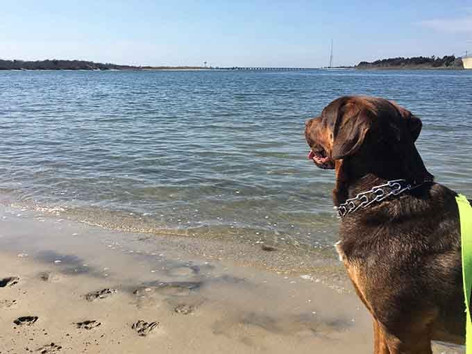 Even four-legged friends appreciate the unspoiled beauty of a beach that feels authentically wild and free.
