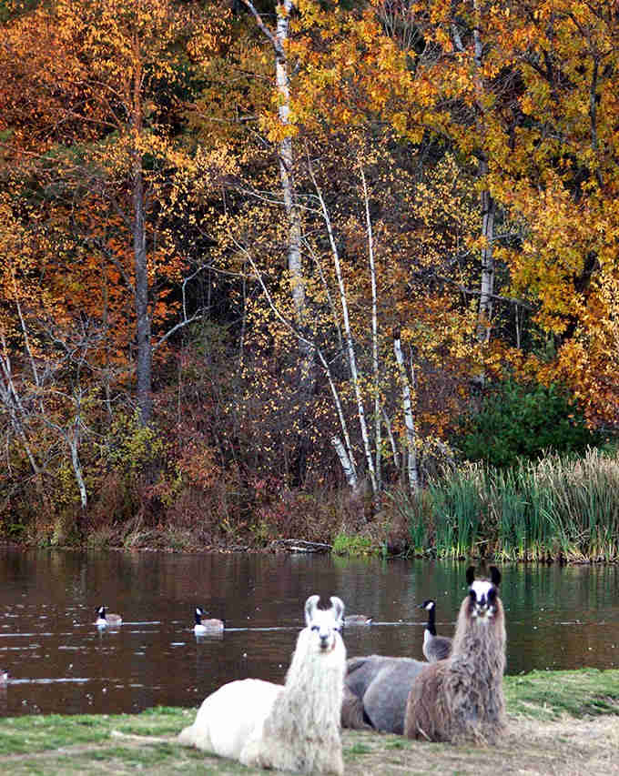 Autumn colors frame two llamas by the pond, creating a scene so picturesque it almost seems unfair to everyone else's Instagram.