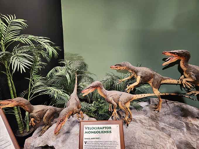 Velociraptor mongoliensis hunting in packs, proving that teamwork made the dream work long before motivational posters existed.