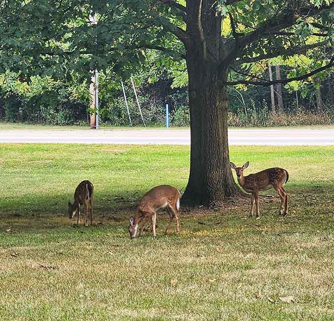 The local deer population casually grazing, completely unbothered by your presence or your camera clicking away at them.