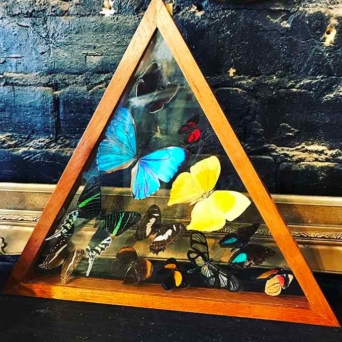 Preserved butterflies display nature's most vibrant palette, their delicate wings creating a kaleidoscope that never fades or flutters away.