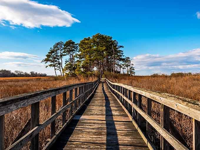 This elevated walkway lets you float above the marshes without getting your feet wet.