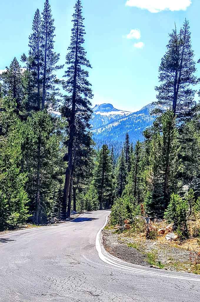 Towering conifers stand guard along the route, silent witnesses to countless journeys and Instagram photo sessions.