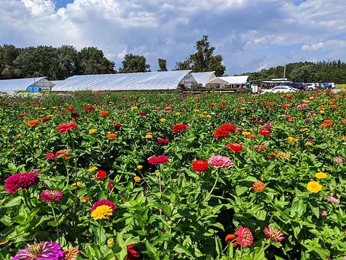 Flower farms burst with color like someone spilled a rainbow and decided to leave it there permanently.