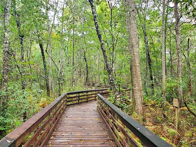 Weeks Bay Reserve's boardwalk winds through nature like a wooden highway to serenity and occasional alligator sightings.