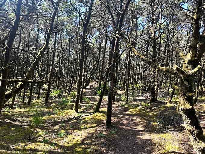 Moss-draped trees create cathedral-like corridors along forest trails, where sunlight filters through like nature's own stained glass.