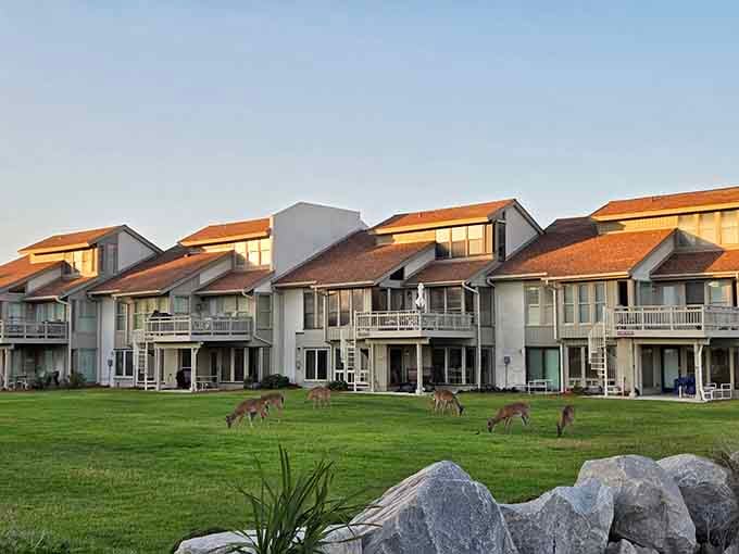 Captain John Fripp Villas South where deer graze like they're part of the landscaping crew, just with better benefits.