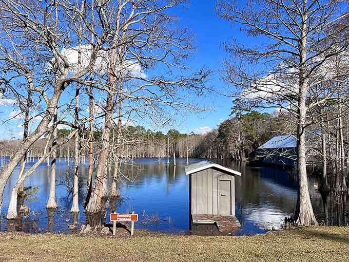 Winter's quiet beauty proving that Georgia doesn't need snow to look like a postcard worth sending to everyone.