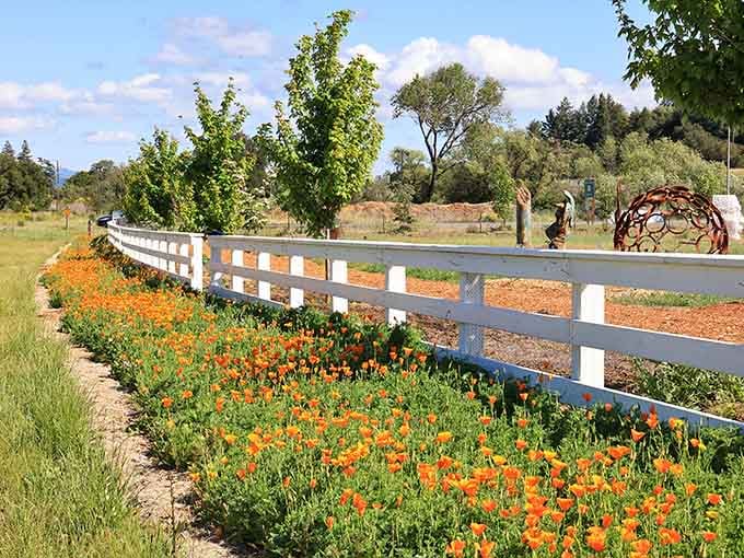 California poppies blaze orange along the white fence, creating a scene straight from a Hallmark card's best day.