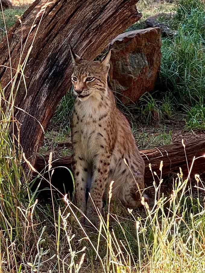 The Iberian lynx with those distinctive ear tufts, looking like a wildcat who just got back from the salon.