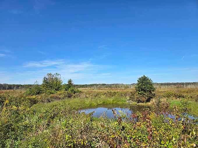 The open wetland stretches toward distant tree lines, creating that big-sky feeling you'd expect out West, not suburban Jersey.