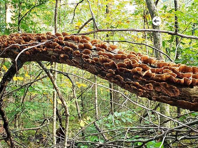 Mushrooms colonize a fallen log, turning decay into dinner and proving nature wastes absolutely nothing here.