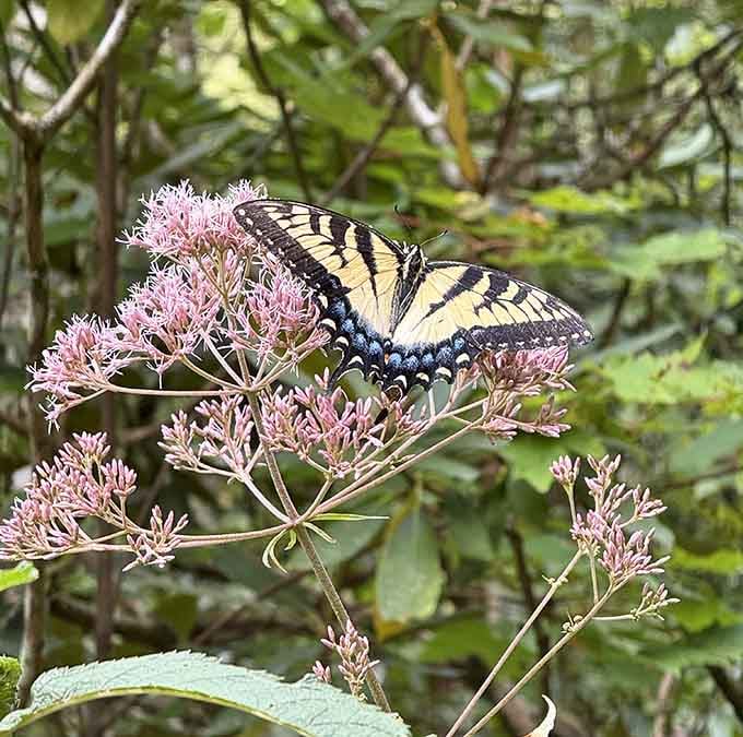 Local butterflies appreciate the wildflowers along the trail, proving even insects have excellent taste in real estate.