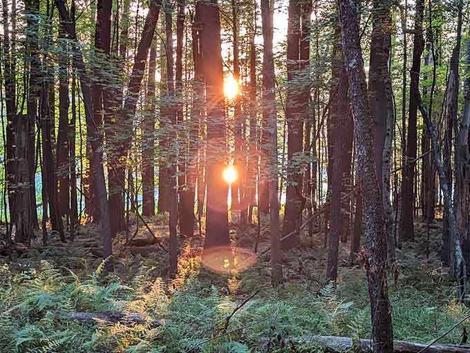 Sunset filtering through the forest like nature's own cathedral, free admission to this light show.