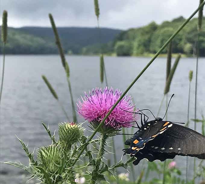 Even the butterflies can't resist stopping to admire the local flora, and honestly, who could blame them?