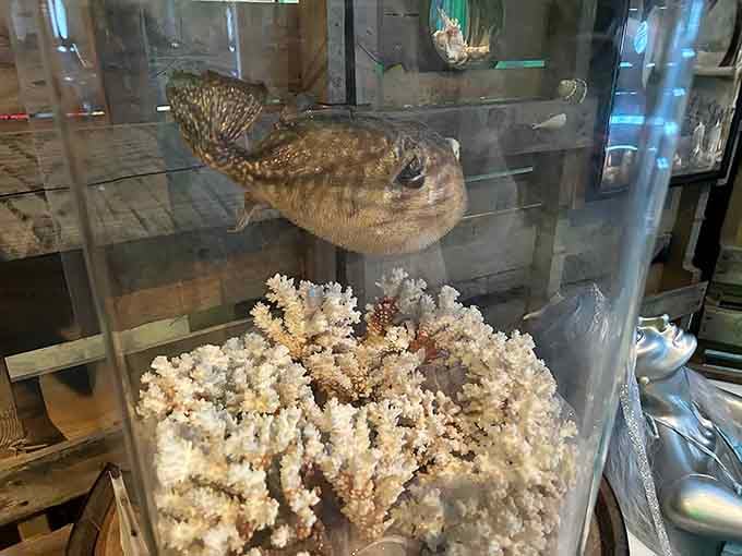 A preserved pufferfish floats above coral, reminding us that real ocean creatures are just as fascinating as mythical ones.