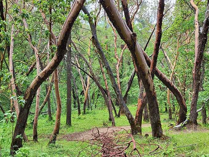 The arboretum's twisted manzanita trees create natural sculptures that no artist could ever hope to replicate or improve.