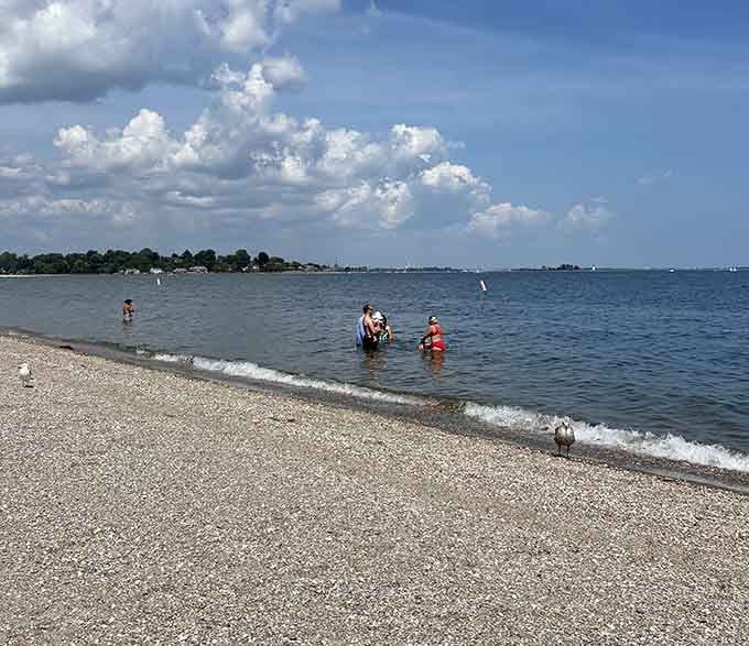 Shallow waters welcome swimmers of all confidence levels, no lifeguard anxiety attacks required for parents.