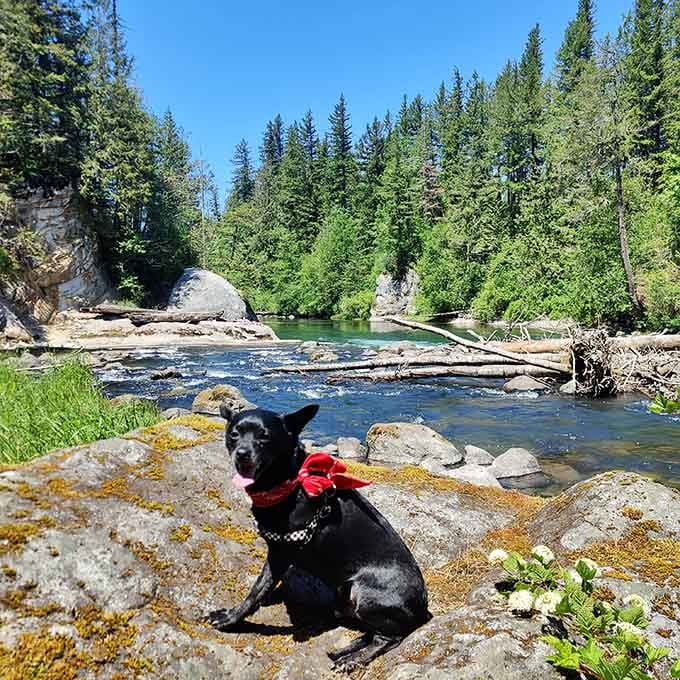Even the dogs know this place is special. Look at that face. Pure contentment in canine form.