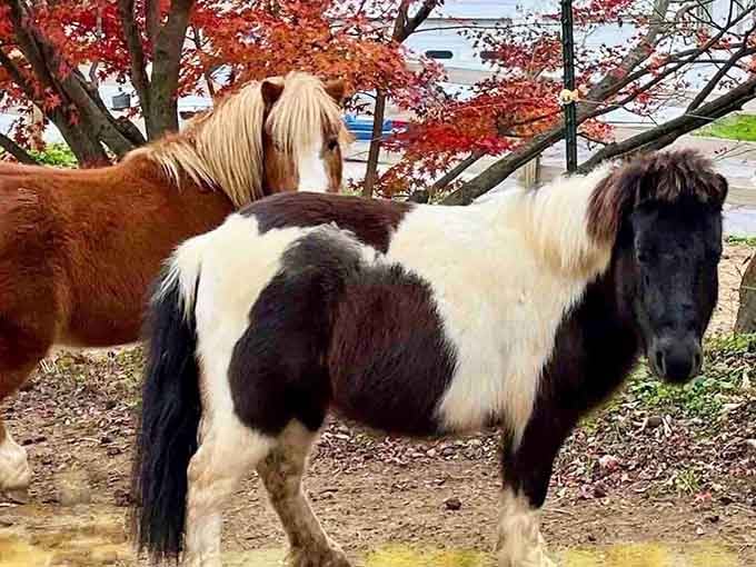These adorable miniature horses prove that good things really do come in small, incredibly photogenic packages.