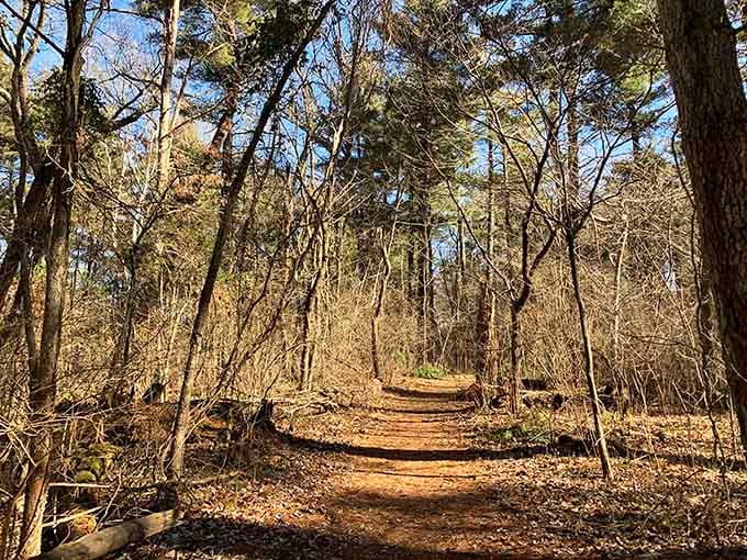 Trails reveal the forest's bones, creating a peaceful solitude that summer's green canopy keeps hidden from view.