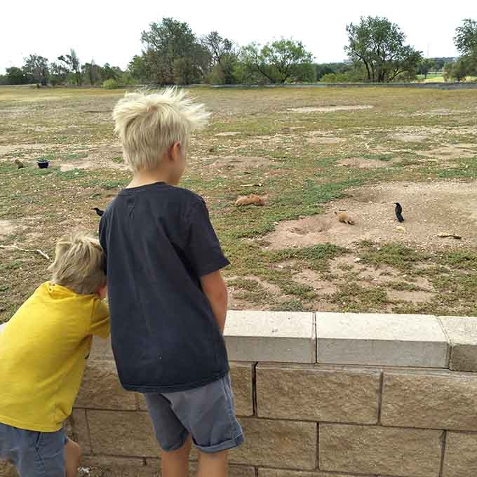 Two young explorers discover that prairie dogs are nature's original entertainment, no screens required for this show.