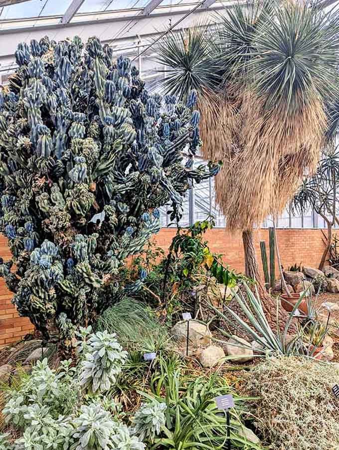 The desert collection proves that even prickly personalities can create something absolutely beautiful together.