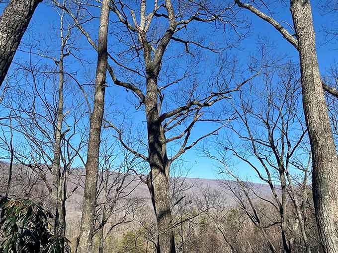 Winter's bare trees reveal the mountain's true bones, a stark beauty that summer's leaves usually keep hidden from view.