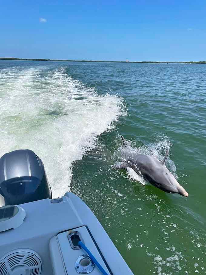 A dolphin surfs the boat wake, showing off like it knows exactly how much joy it's bringing to everyone watching.
