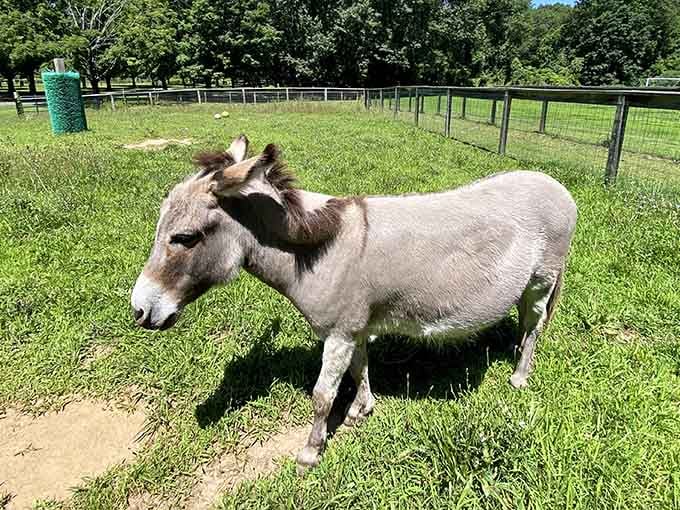 This donkey has mastered the art of looking simultaneously adorable and like it's judging your life choices.